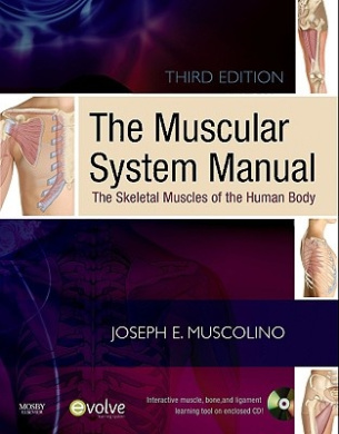 The Muscular System Manual, Joseph E Muscolino - Shop Online for Books ...