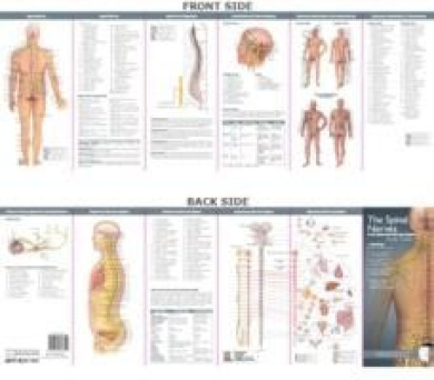 Anatomical Chart Company's Illustrated Pocket Anatomy, Anatomical Chart ...